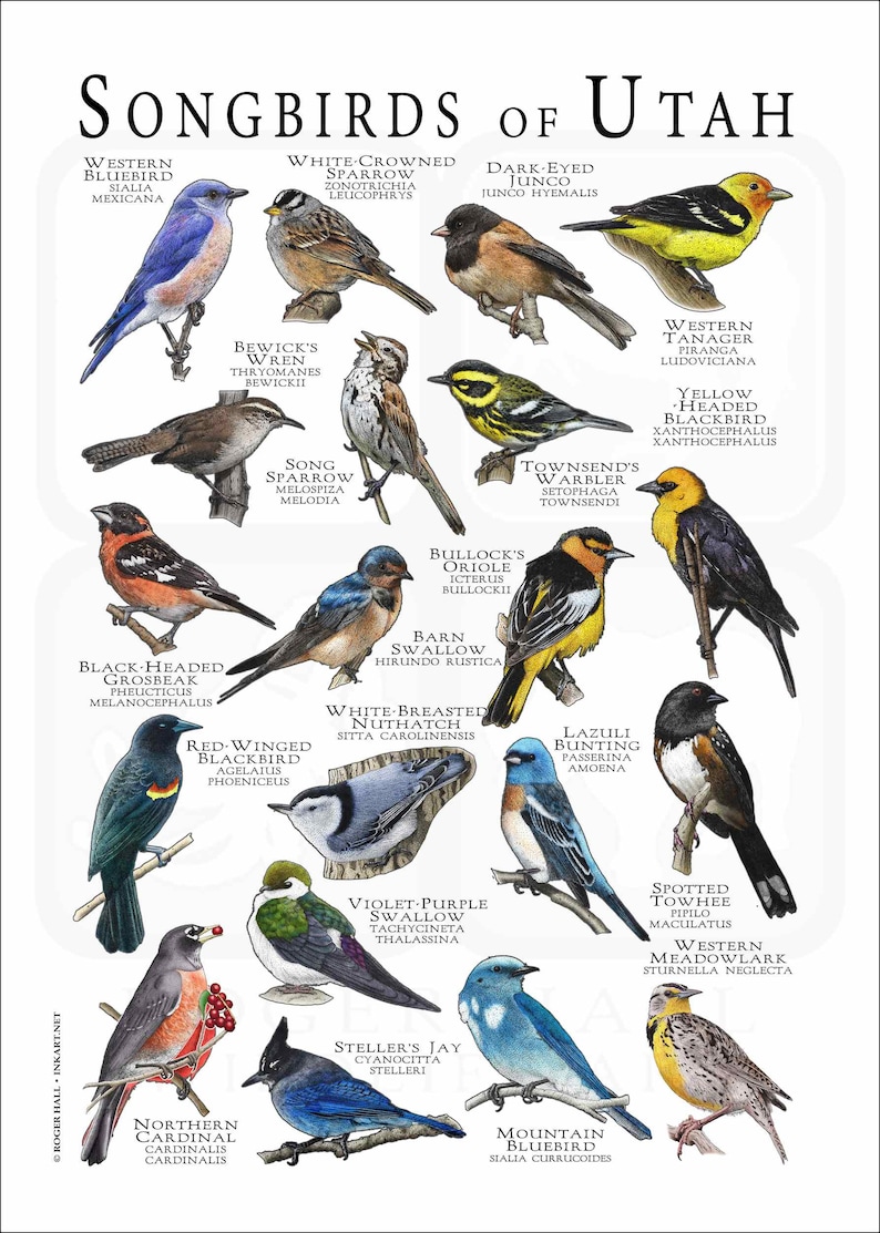 Songbirds of Utah Poster Print Field Guide - Etsy
