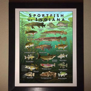 Sportfish of Indiana Poster Print/field Guide - SIGNED BY ARTIST! - Etsy