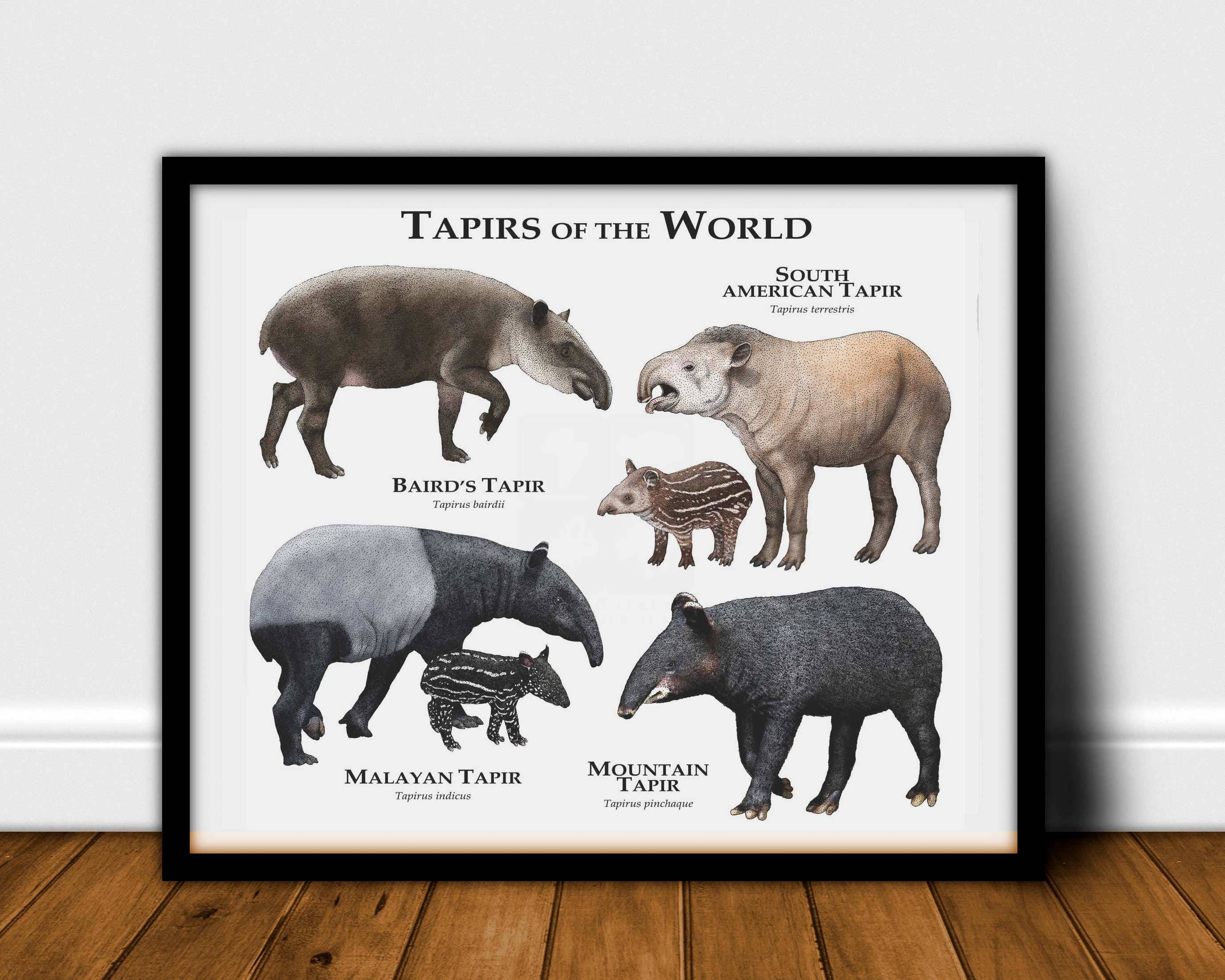 Tapirs the World Poster Print | Etsy