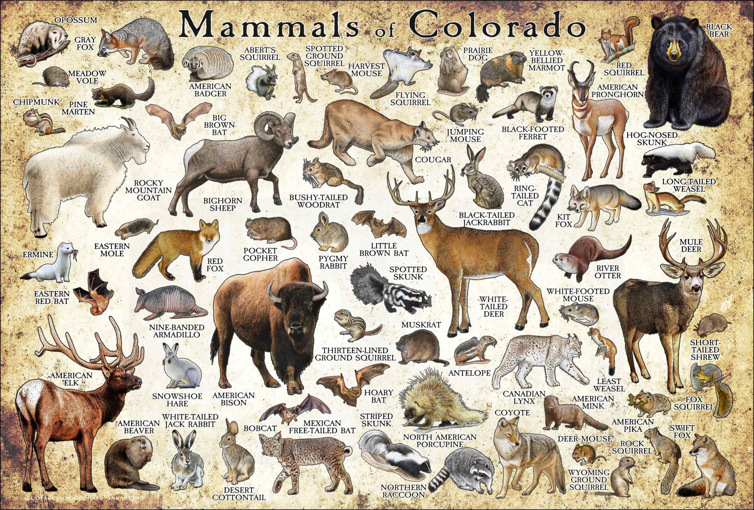 Mammals of Colorado Poster Print / Colorado Mammals Field - Etsy