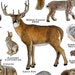 Wisconsin Mammals Poster Print: Field Guide Art - Signed - Etsy