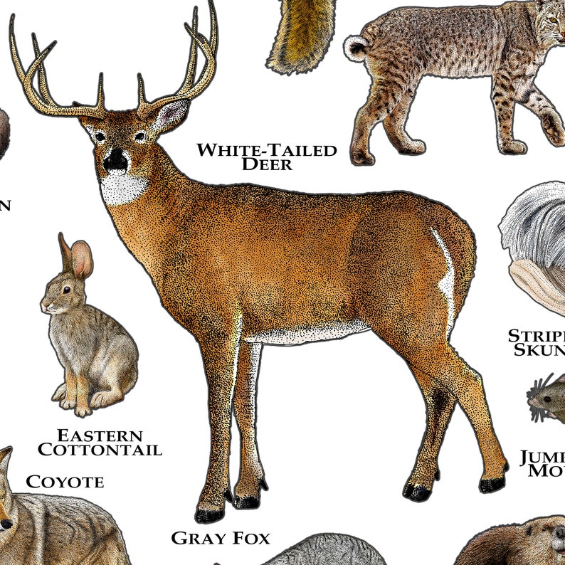 Wisconsin Mammals Poster Print: Field Guide Art - Signed - Etsy