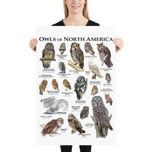 Owls of North America Poster - Etsy UK