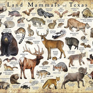 Texas Mammals Field Guide Poster Print: Signed Wildlife Art - Etsy