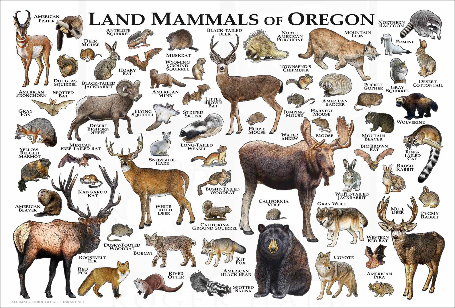 Mammals of Oregon Poster Print / Oregon Mammals Field Guide / - Etsy