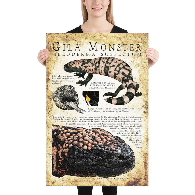 Gila Monster Poster Print - Etsy
