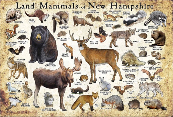 Land Mammals of New Hampshire Poster Print / New Hampshire | Etsy