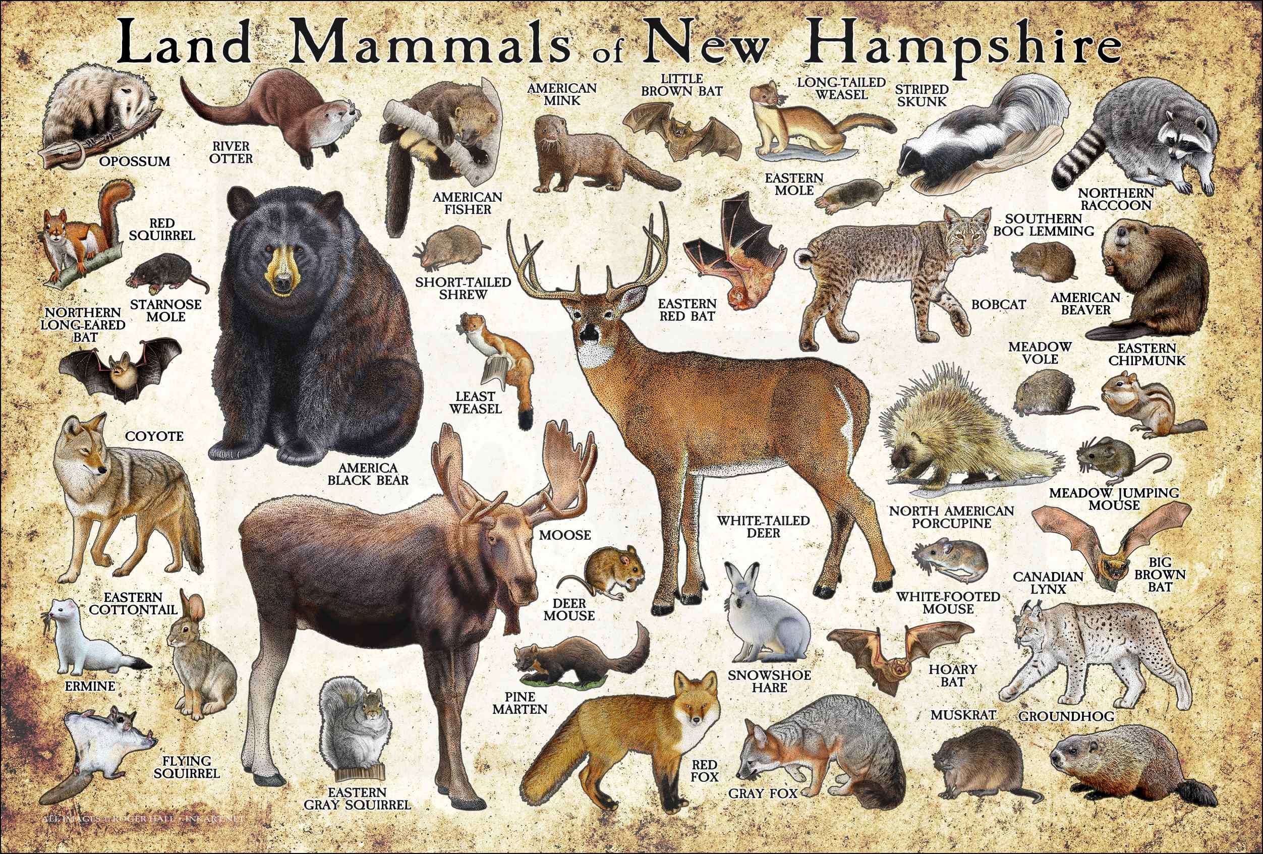 Land Mammals