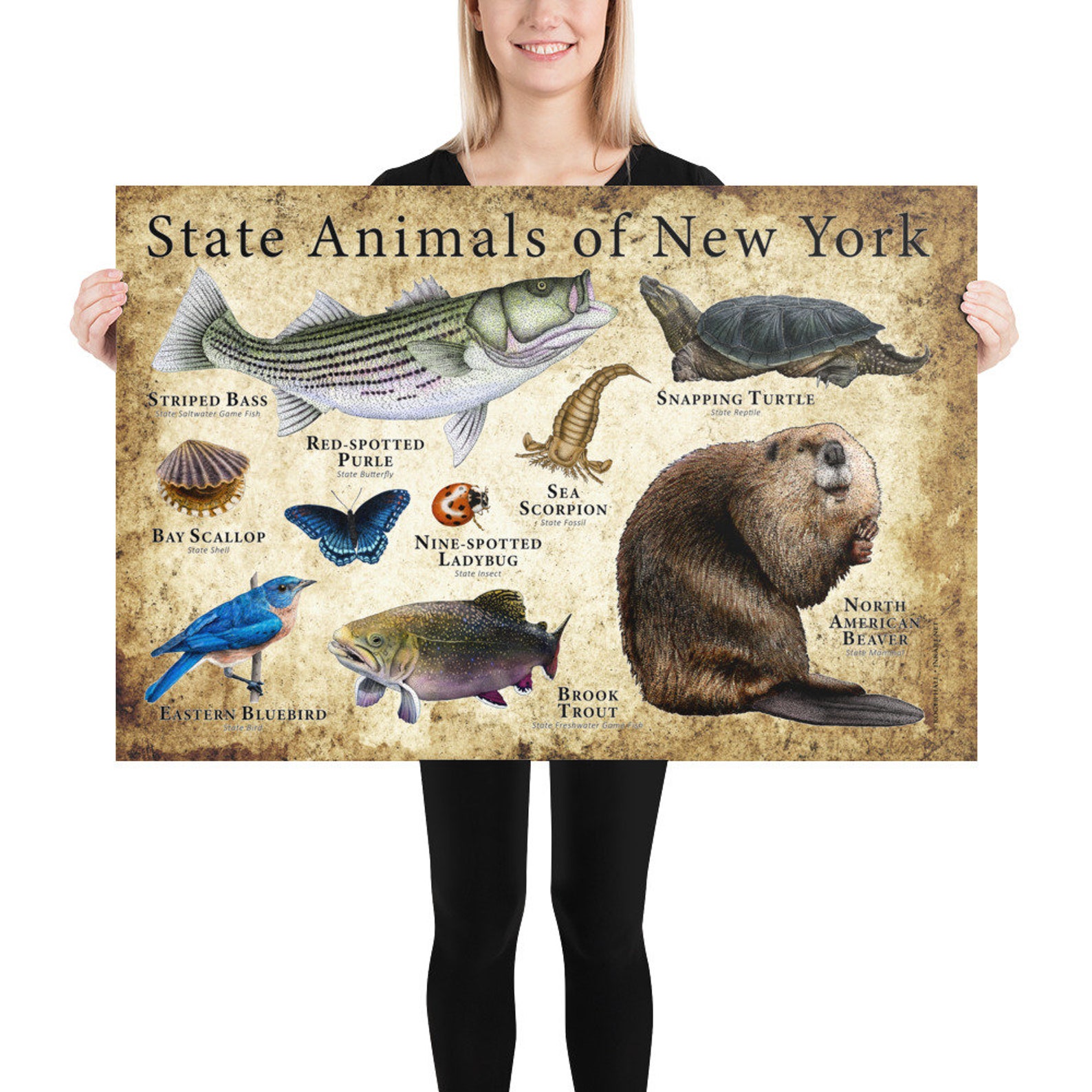 New York State Animals Poster Print | Etsy