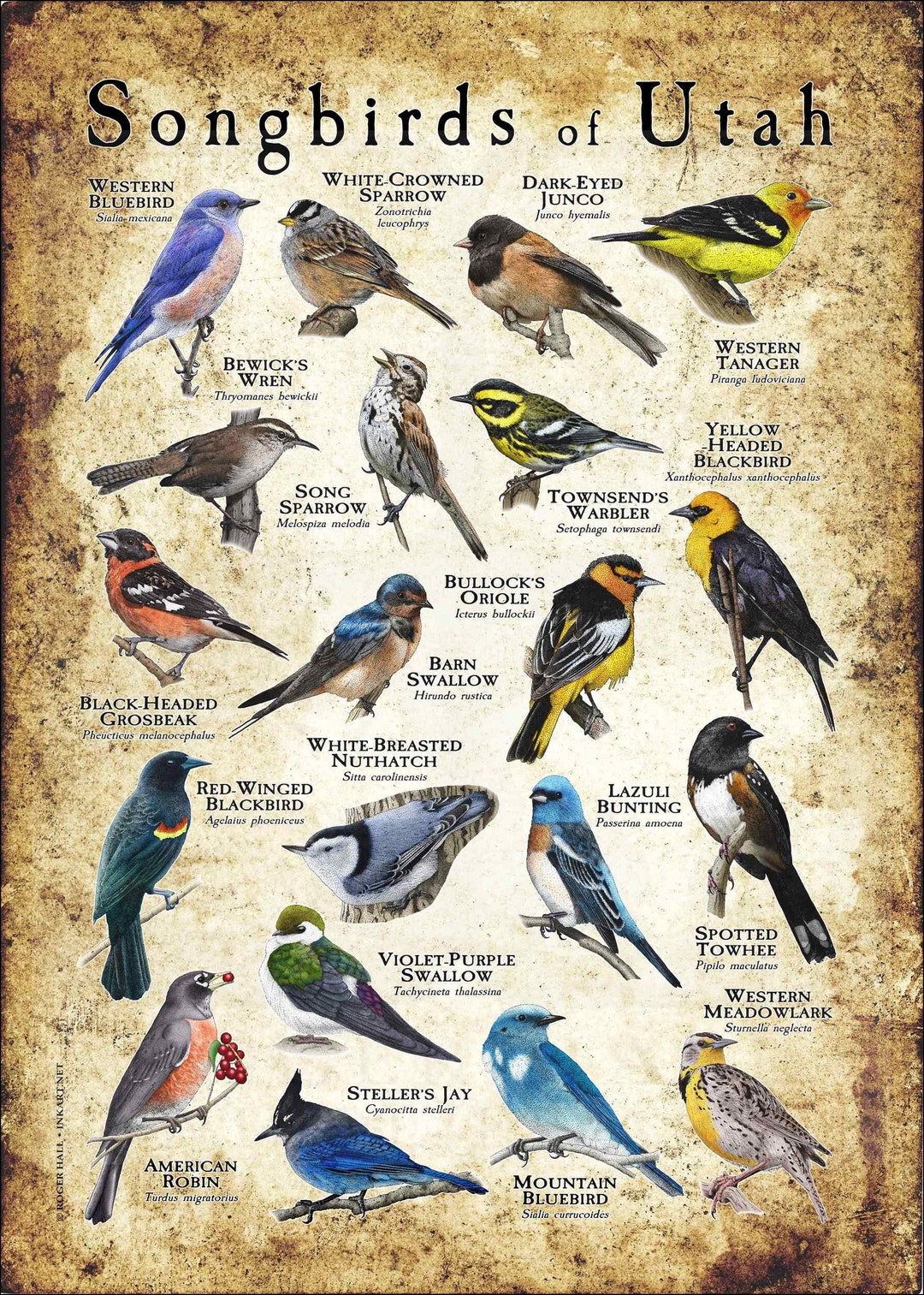 Songbirds of Utah Poster Print - Field Guide - Etsy