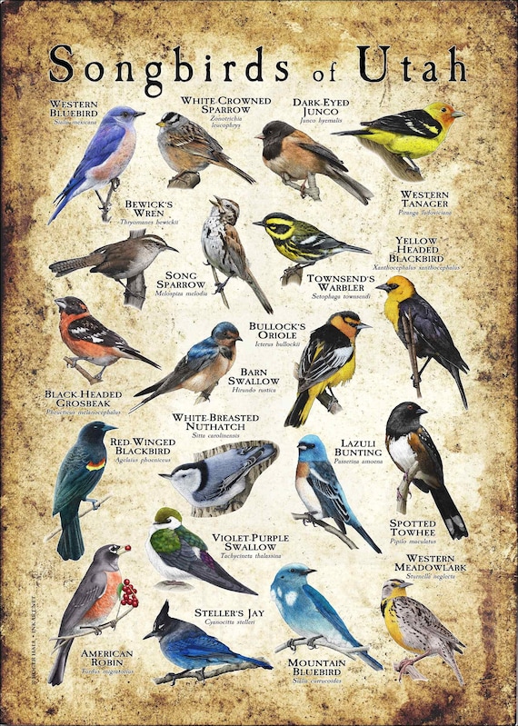 Field Guide Birds Of Utah