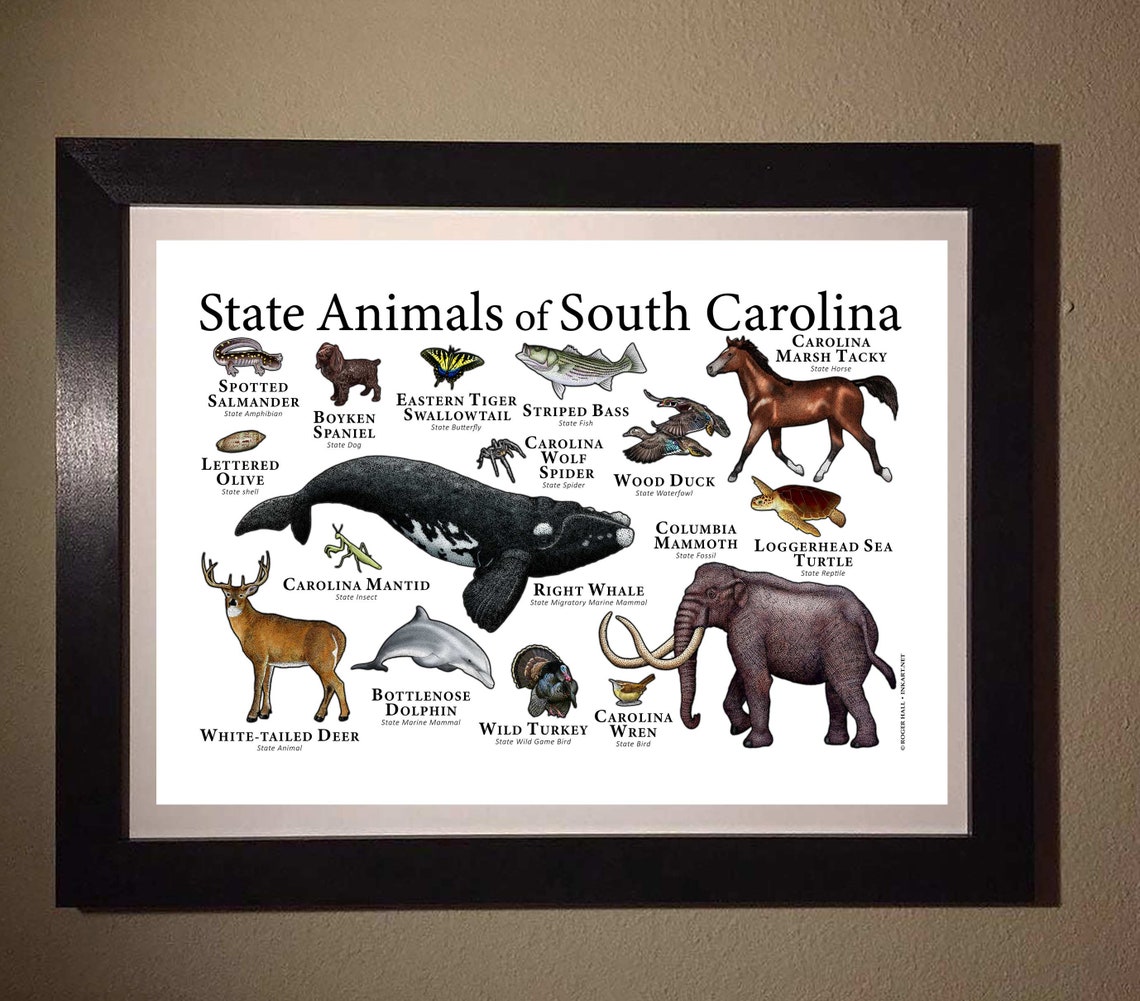 South Carolina State Animals | Etsy