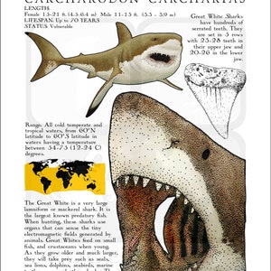 Great White Shark Poster Print | Etsy