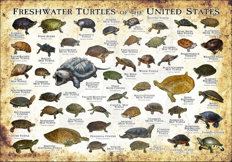 Freshwater Turtles of the United States Art Print / Field - Etsy