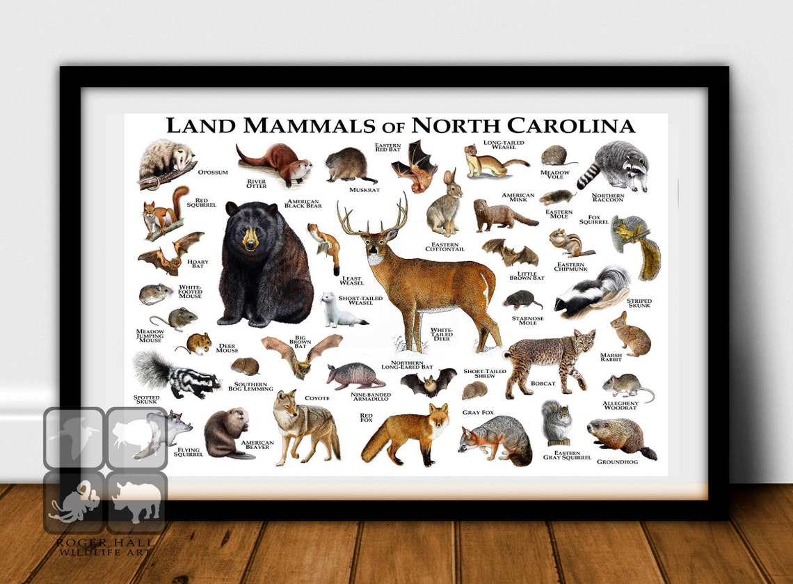 Mammals of North Carolina Poster Print / North Carolina | Etsy UK