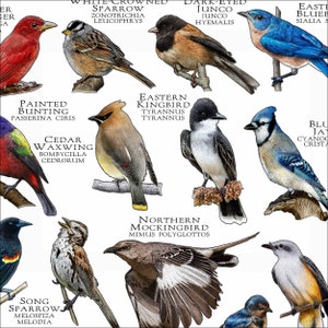 Songbirds of Texas Poster Print Field Guide - Etsy