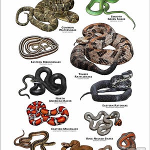 Snakes of Vermont Poster Print Field Guide - Etsy