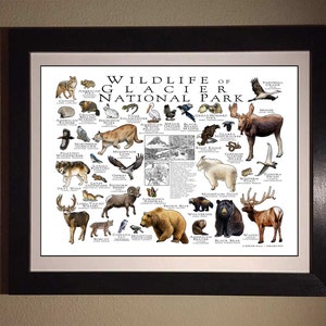 Wildlife of Glacier National Park/field Guide - SIGNED BY ARTIST! - Etsy