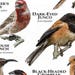 Backyard Birds of the Bay Area - Etsy UK