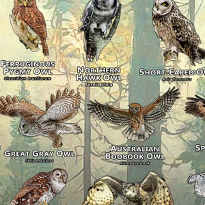 Owls of the World Art Print / Field Guide - SIGNED BY ARTIST - Etsy