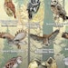 Owls of the World Art Print / Field Guide - Etsy