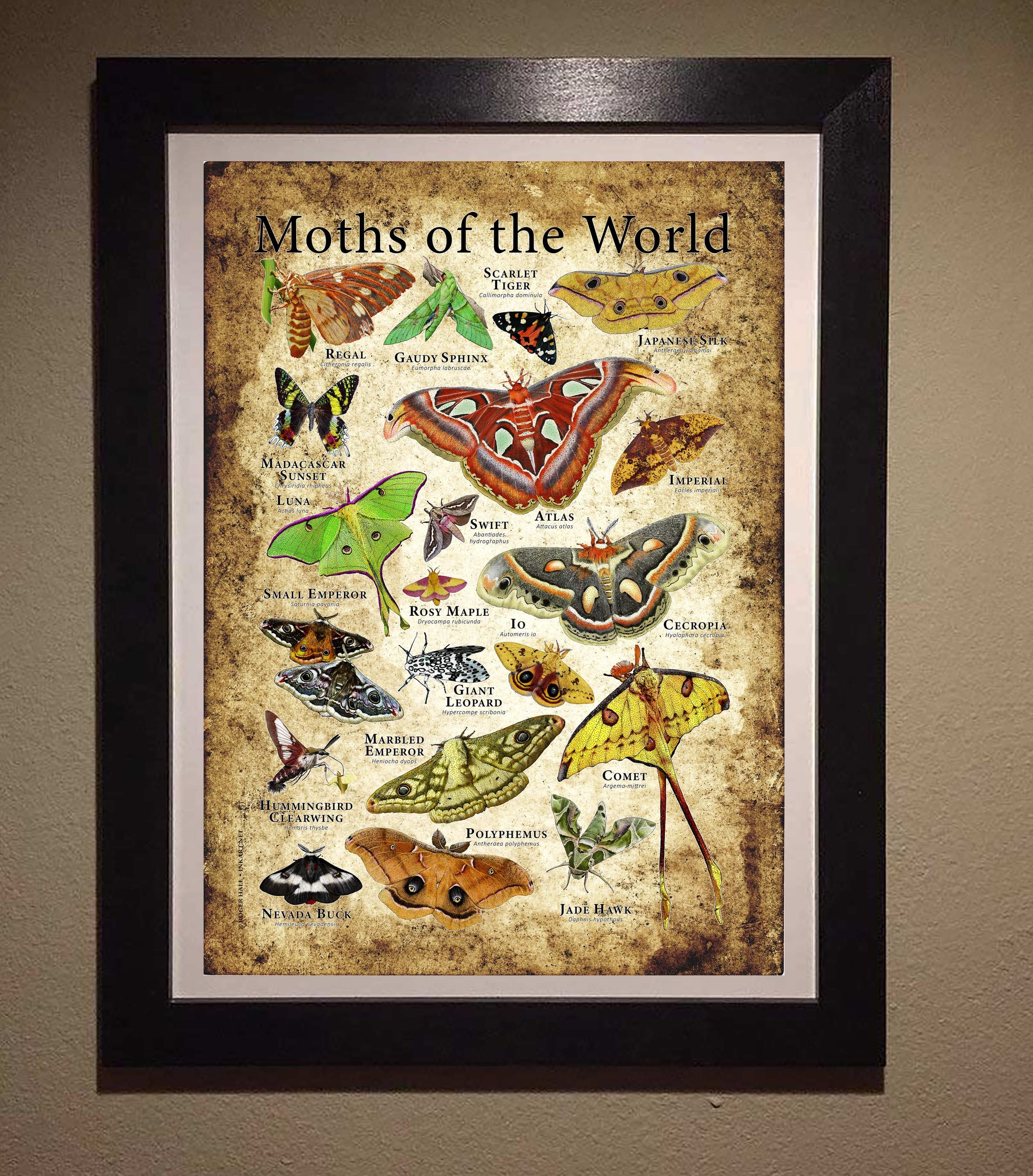 Moths of the World Poster Print | Etsy