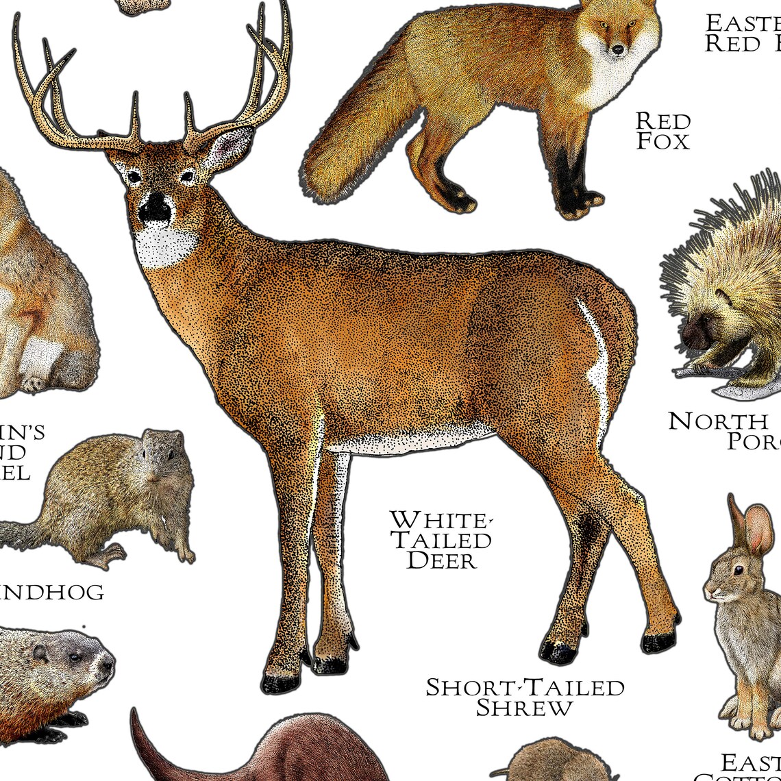 Mammals of Nebraska Poster Print / Nebraska Mammals Field - Etsy