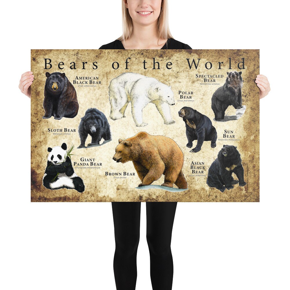 Bears of the World Poster / Field Guide | Etsy