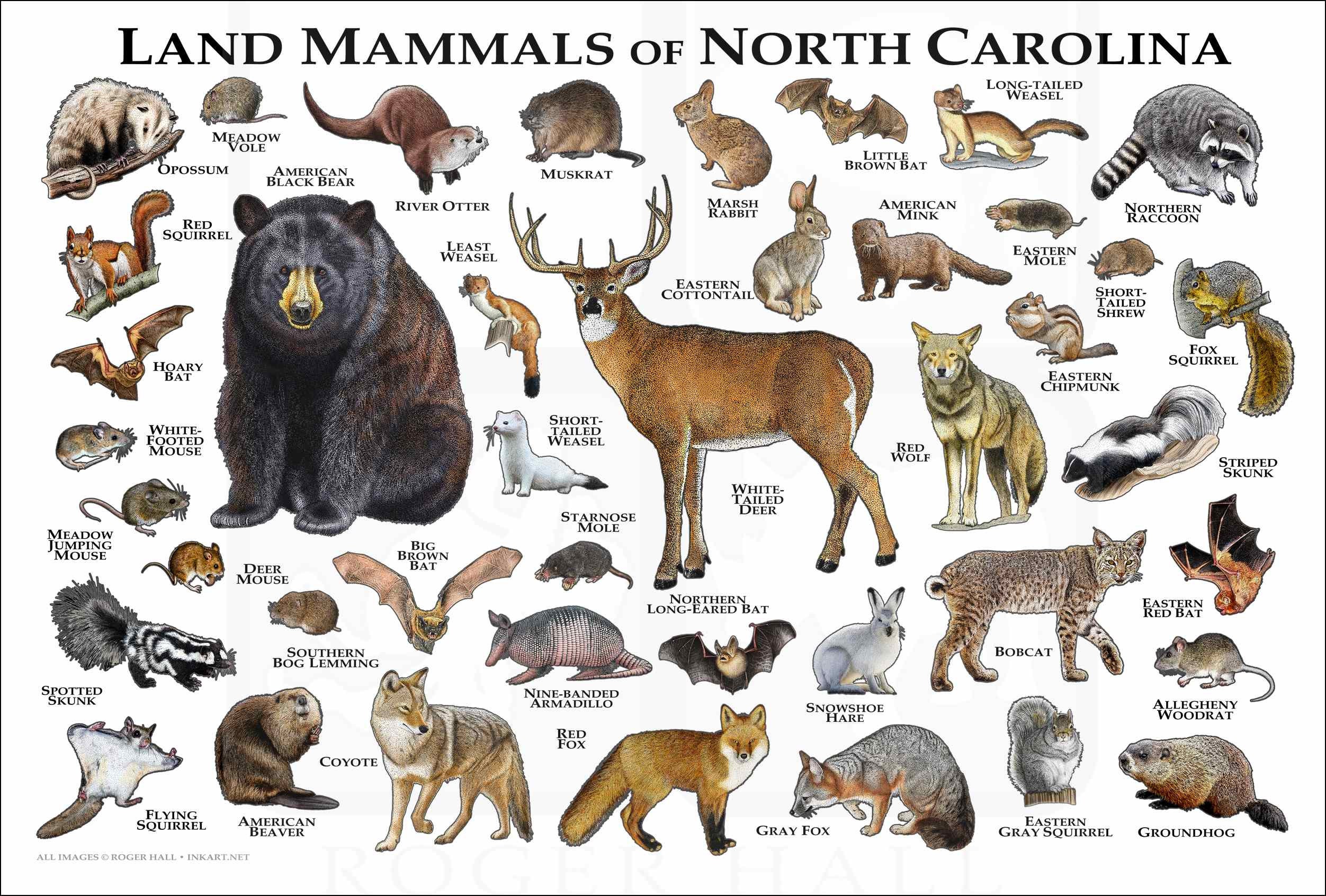 Mammals of North Carolina Poster Print / North Carolina - Etsy