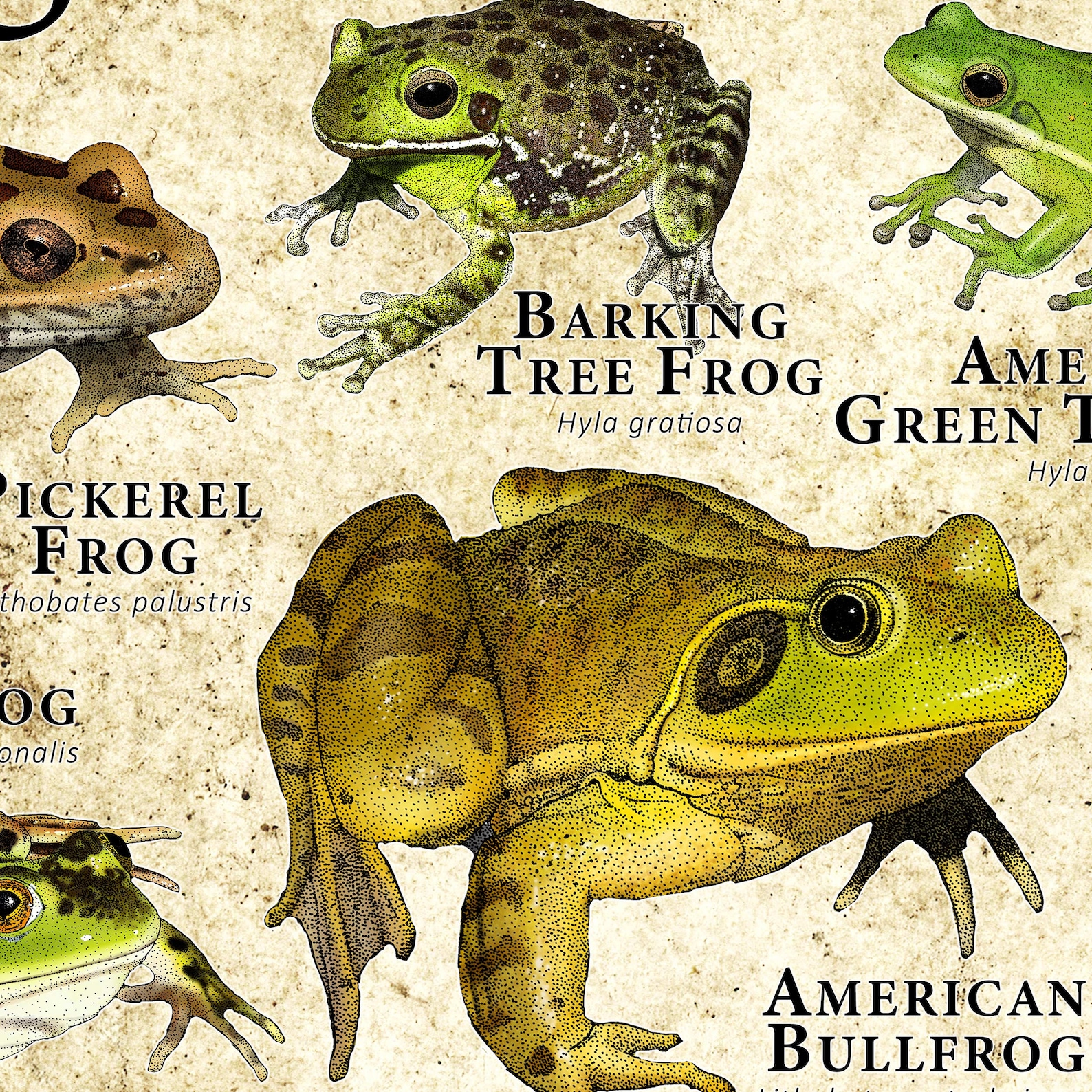 Frogs of North America Poster Print | Etsy