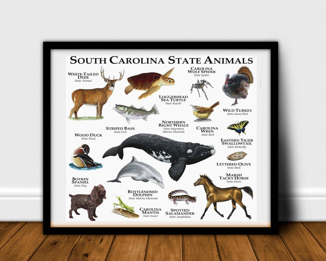 South Carolina State Animals | Etsy