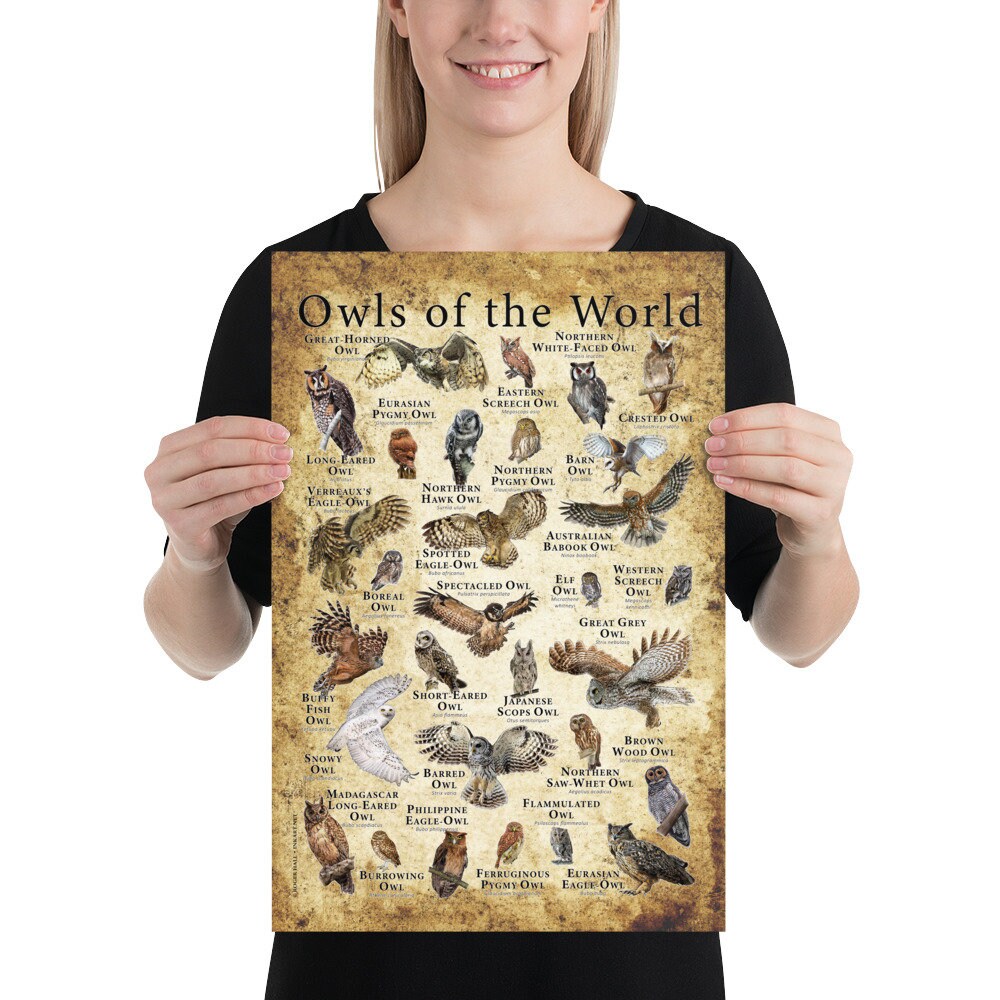 Owls of the World Poster Print - Etsy UK