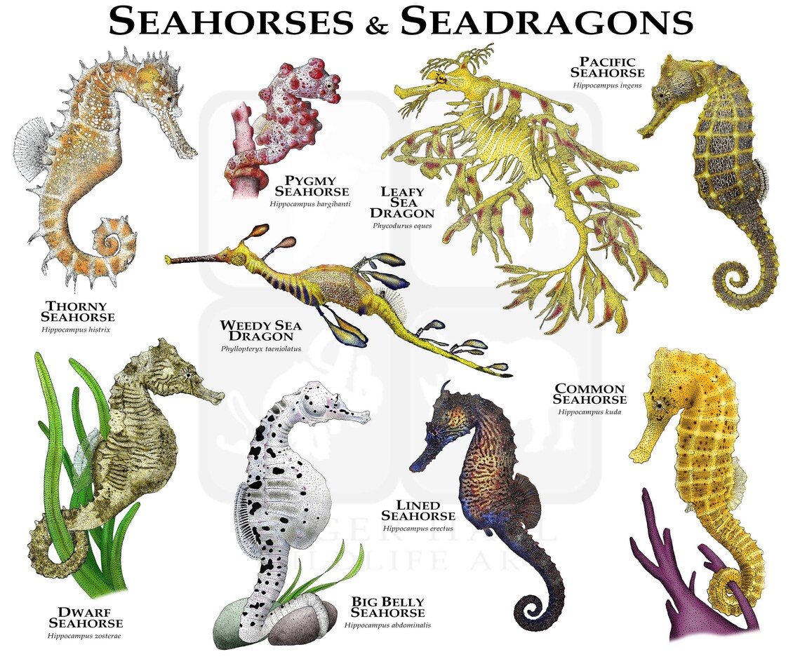 Seahorses of the World Poster Print - Etsy