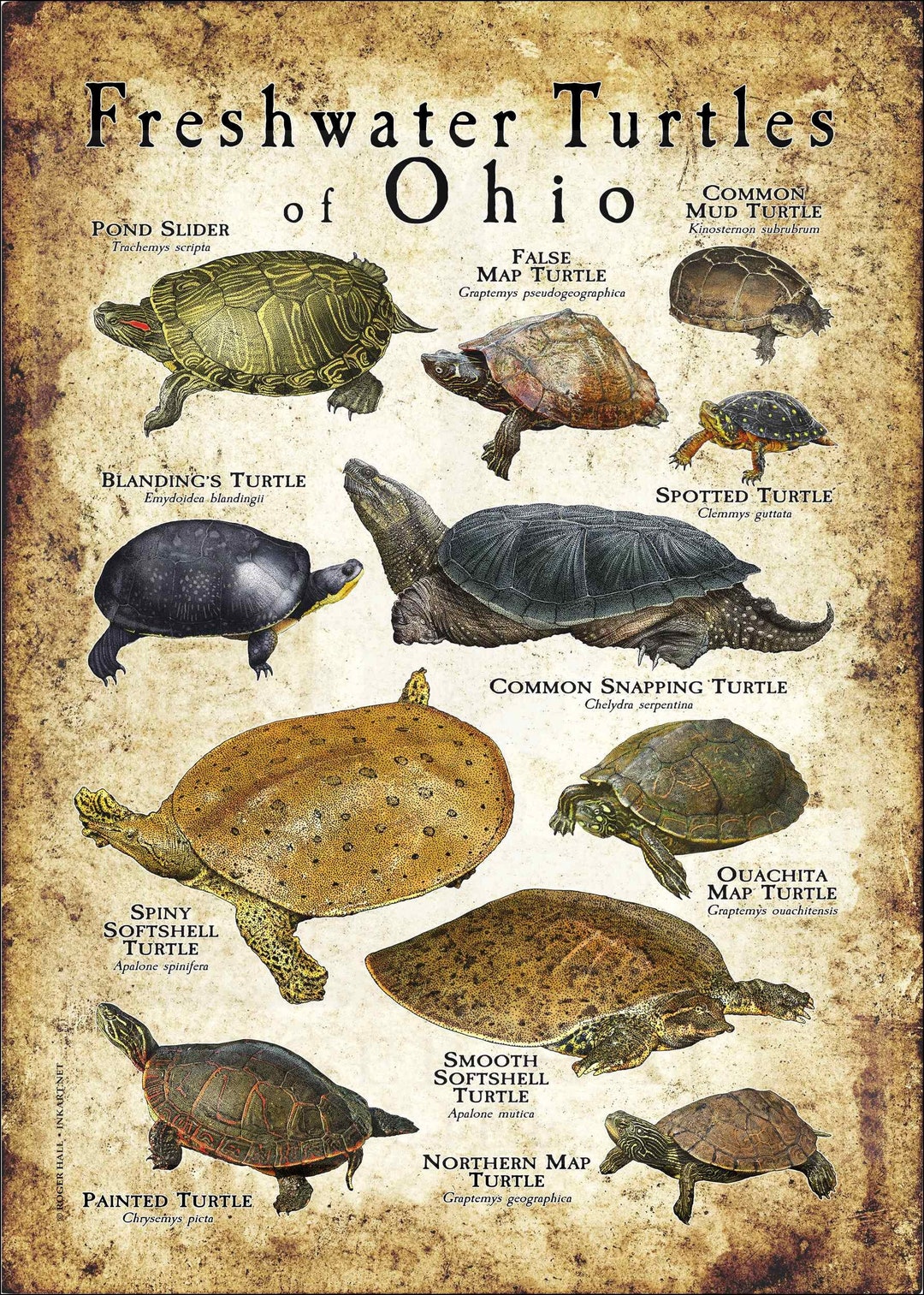 Freshwater Turtles of Ohio Poster Print/field Guide - SIGNED BY ARTIST ...