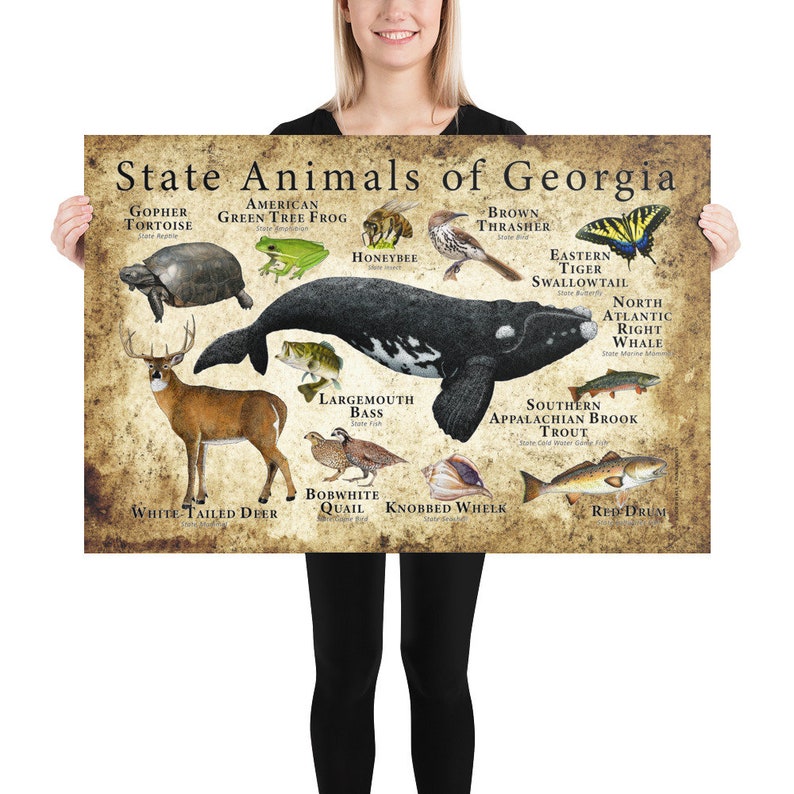 Georgia State Animals Poster Print - Etsy