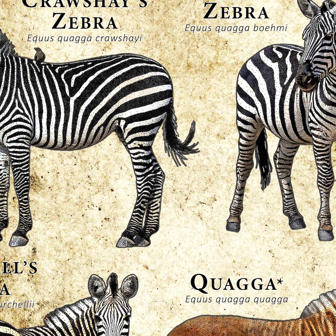 Types of Zebra Poster / Field Guide - SIGNED BY ARTIST! - Etsy