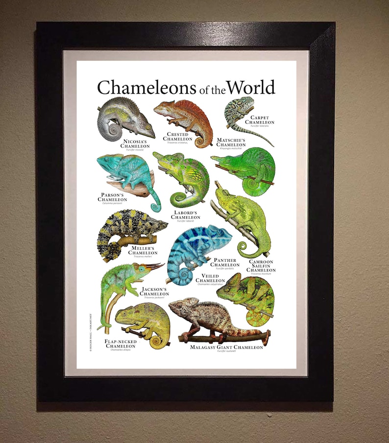 Chameleons on the World Poster - SIGNED BY ARTIST! - Etsy
