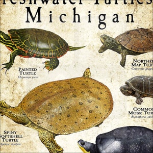 Freshwater Turtles of Michigan Poster Print/field Guide - SIGNED BY ...