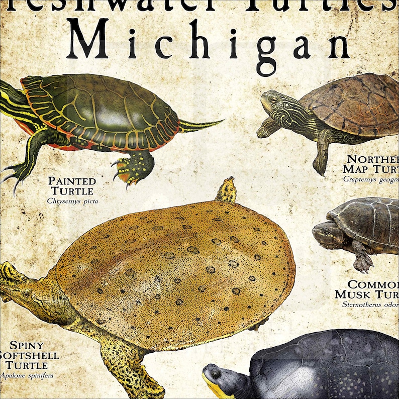 Freshwater Turtles of Michigan Poster Print Field Guide - Etsy