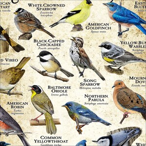 Songbirds of Pennsylvania Poster Print/field Guide - SIGNED BY ARTIST ...