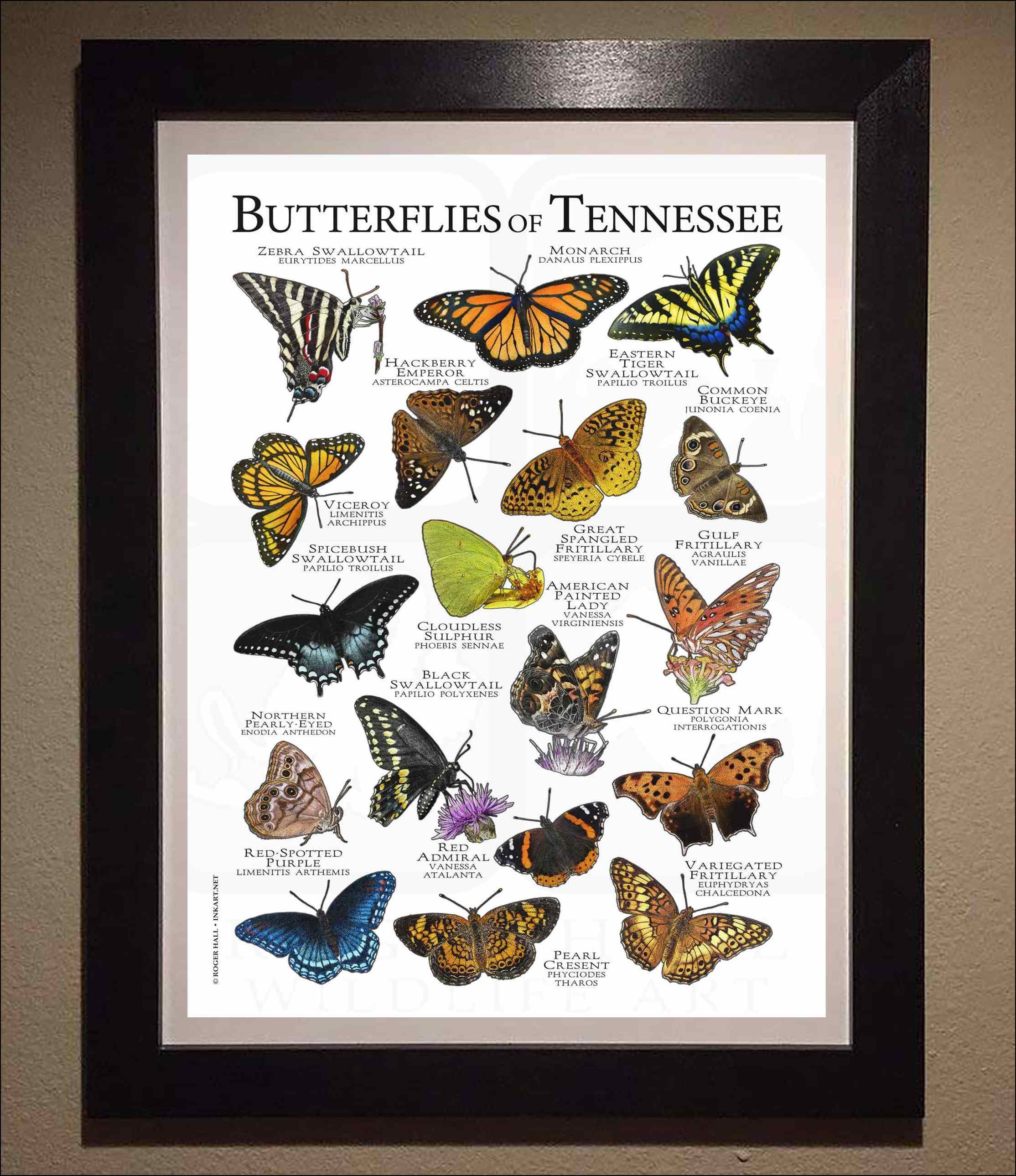 Butterflies of Tennessee Poster Print - Field Guide - Etsy