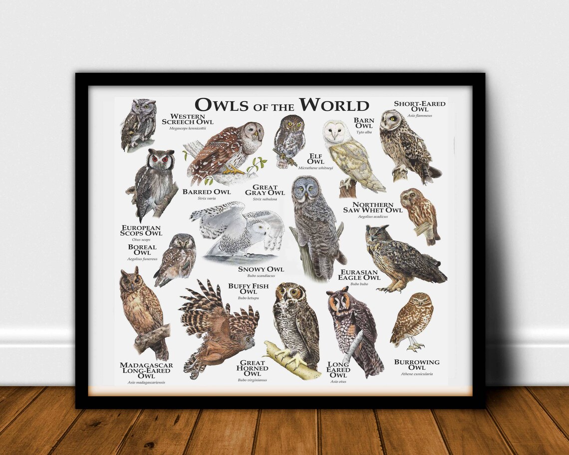 Owls of the World Poster Print - SIGNED BY ARTIST! - Etsy