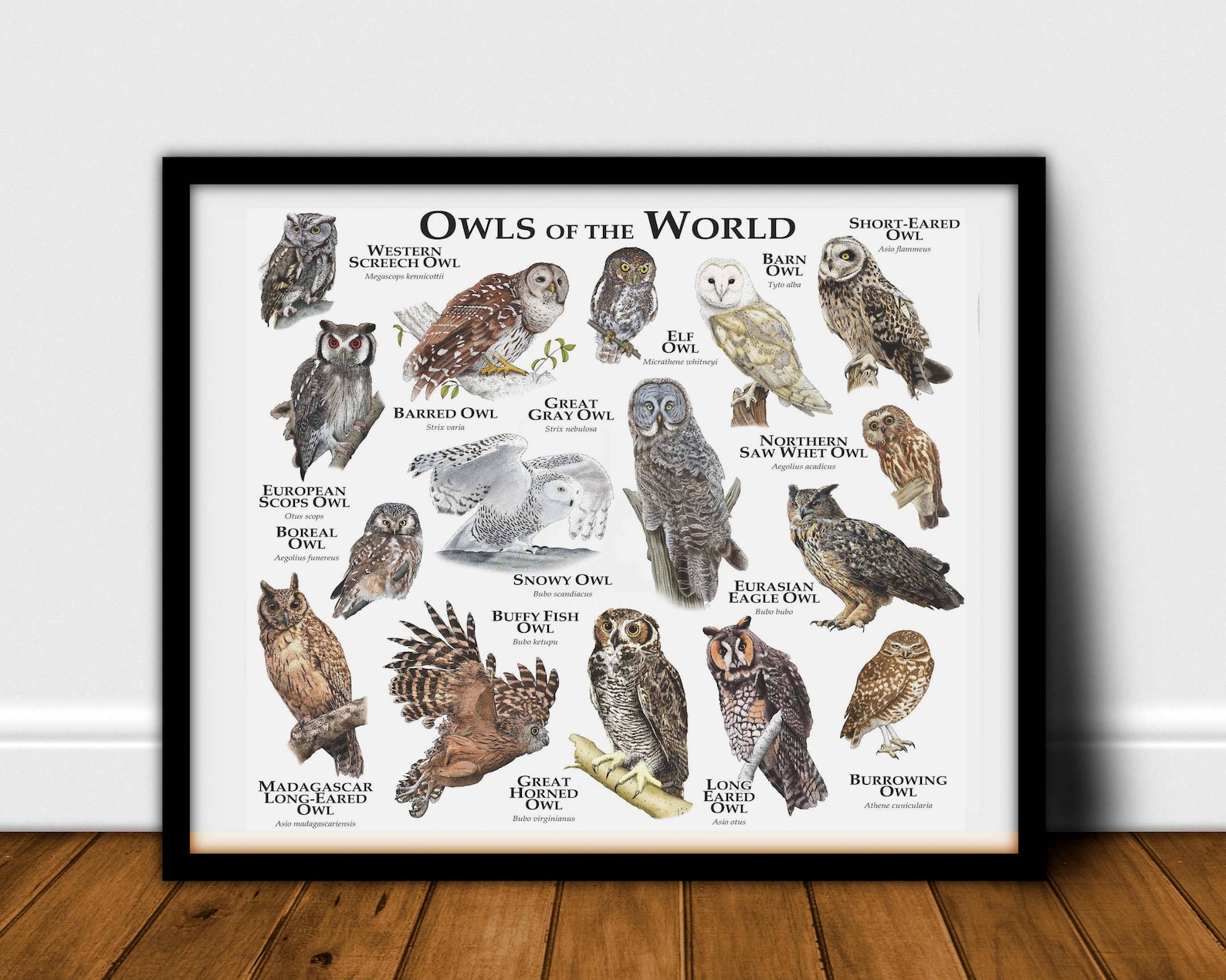 Owls of the World Poster Print - Etsy Canada