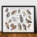 Owls of the World Poster Print - SIGNED BY ARTIST! - Etsy