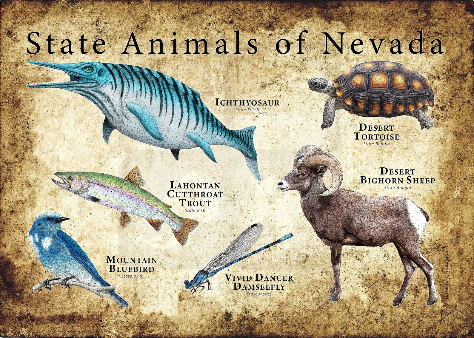 Nevada State Animals | Etsy