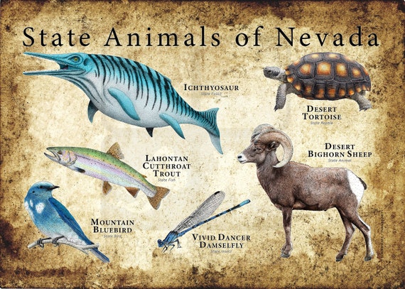 Nevada State Animals | Etsy