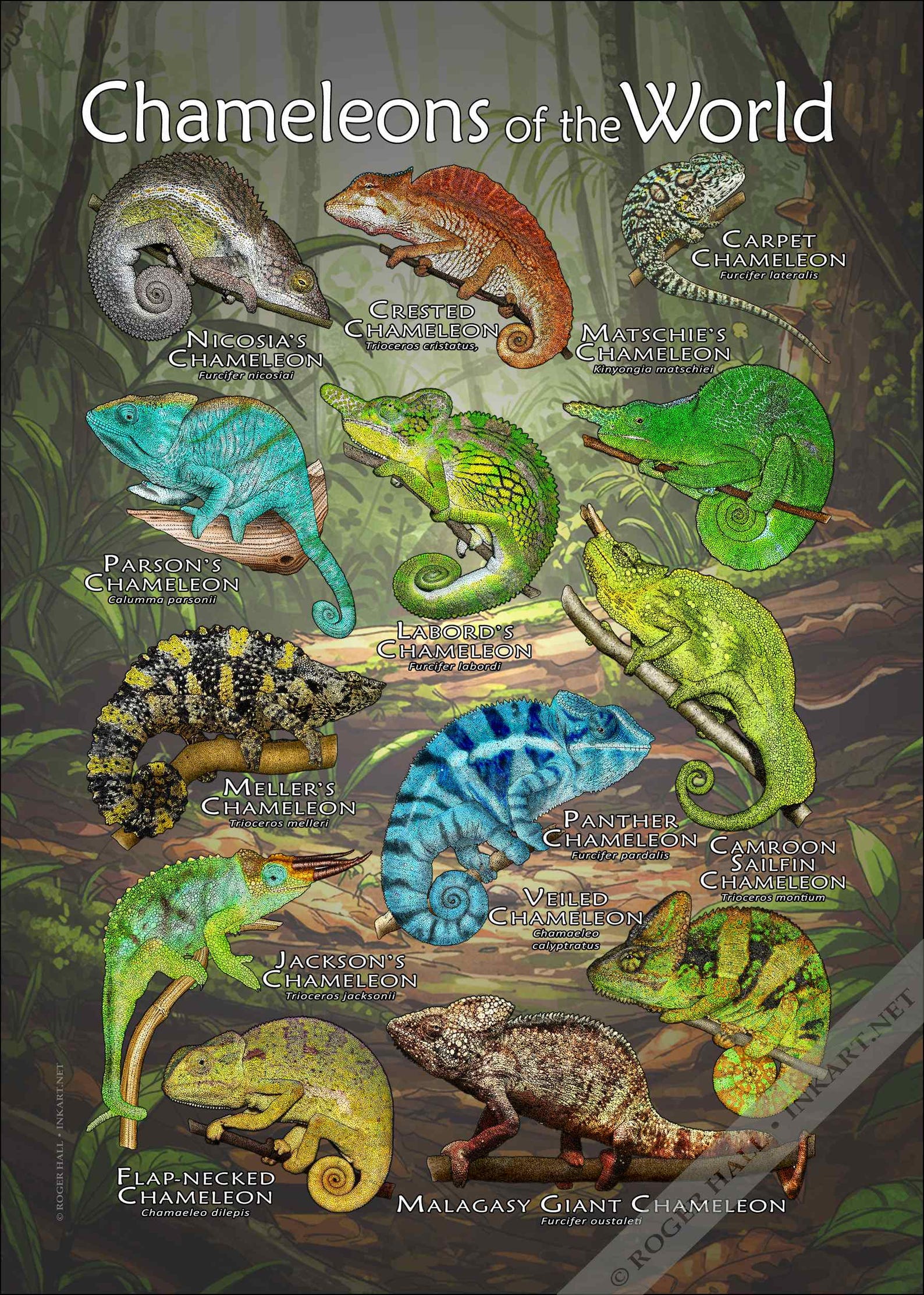 Chameleons on the World Poster - SIGNED BY ARTIST! - Etsy