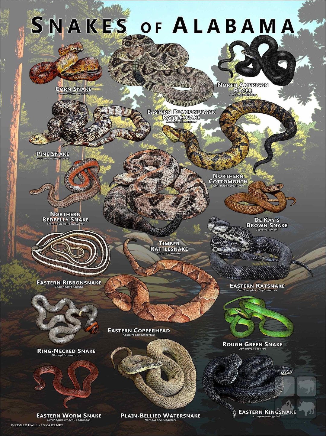 Snakes of Alabama Poster Print/field Guide - SIGNED BY ARTIST! - Etsy