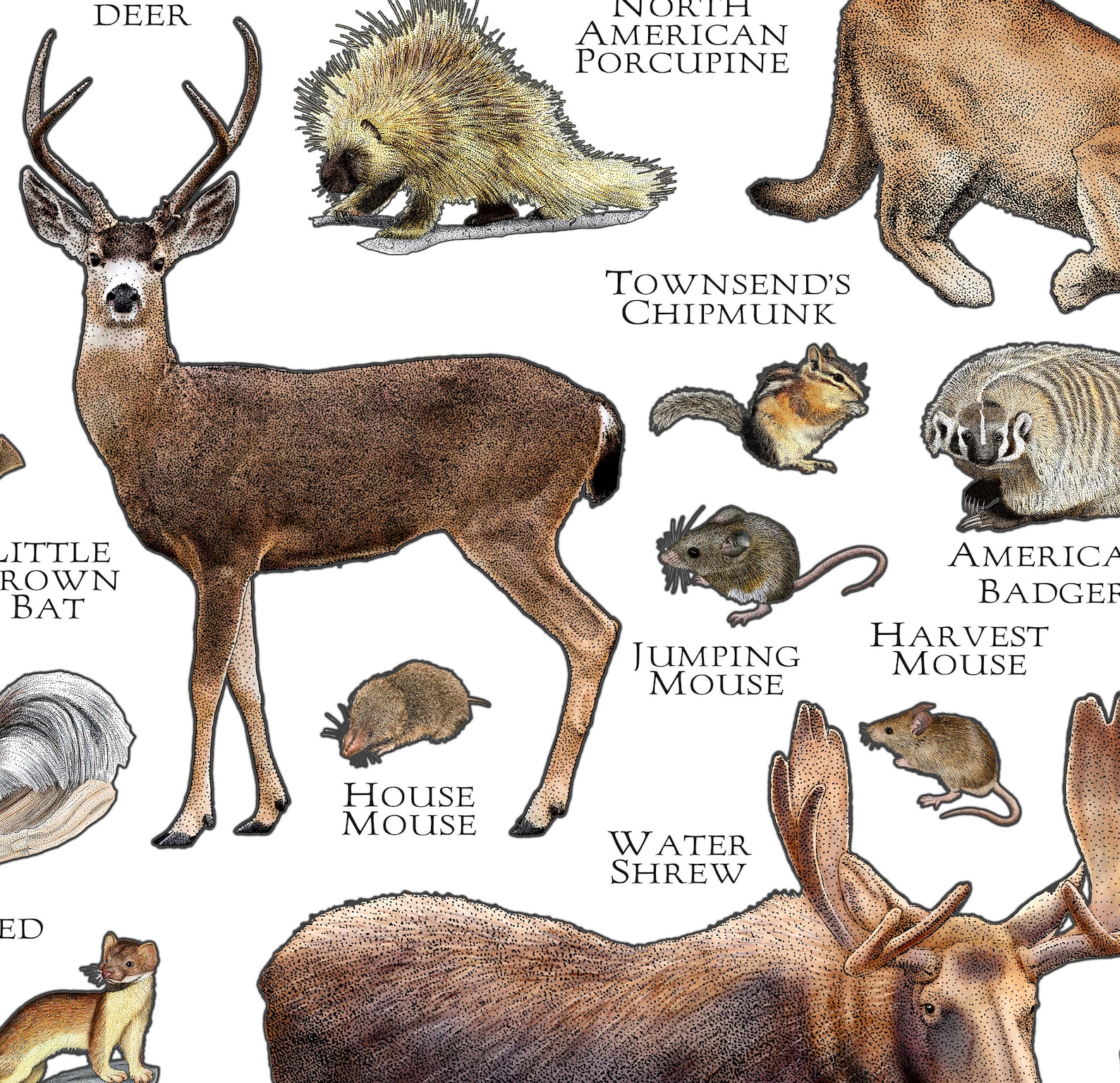Mammals of Oregon Poster Print / Oregon Mammals Field Guide / - Etsy