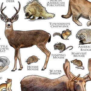 Mammals of Oregon Poster Print / Oregon Mammals Field Guide / Animals ...